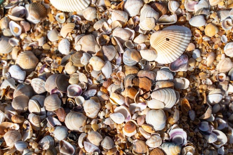 Background of Small Shells. There are Many Small Shells on the Seashore ...