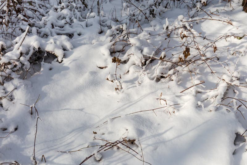 Background of Small Shrubs Covered with Fresh Snow in Forest Stock ...