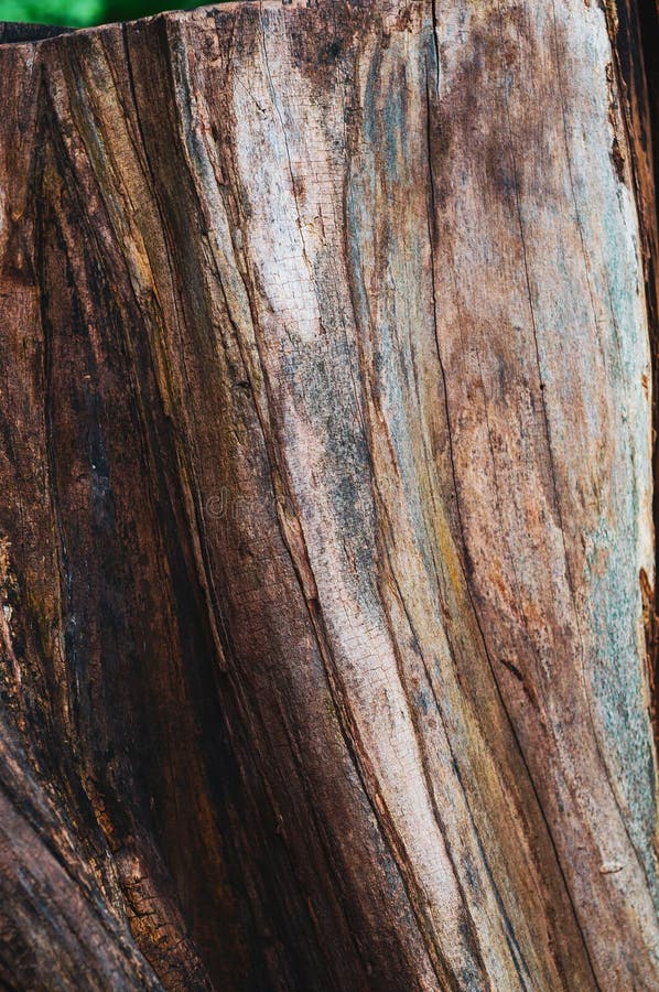 Background from a Smooth Trunk of an Old Tree with Peeling Bark Stock ...