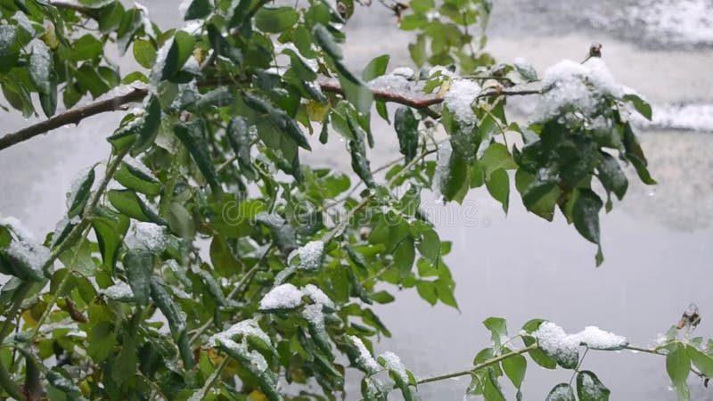 Background of Snowfall. Flakes of Snow Falling Down Winter Landscape ...