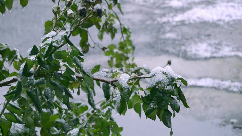 Background of Snowfall. Flakes of Snow Falling Down Winter Landscape ...