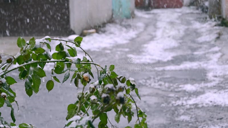 Background of Snowfall. Flakes of Snow Falling Down Winter Landscape ...