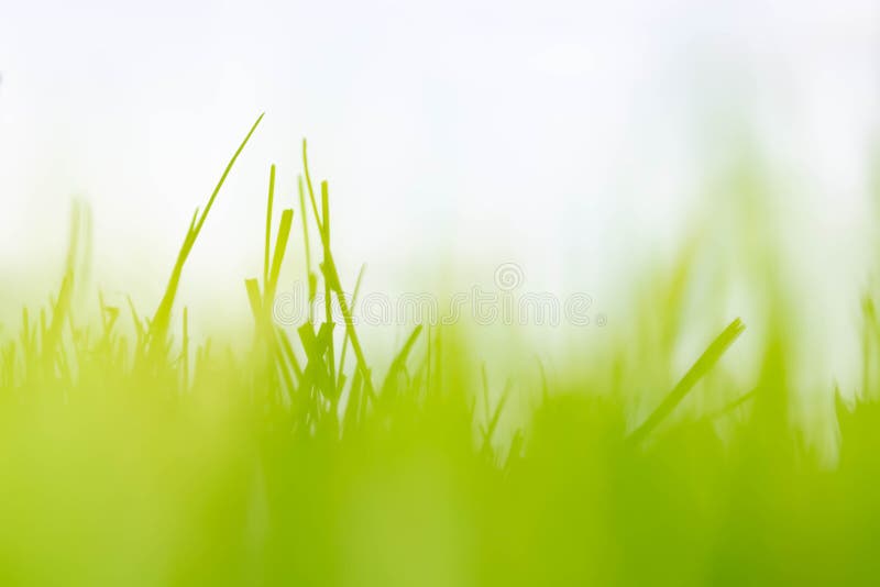 Background of Soft Green Grass Stock Image - Image of foliage, beauty ...