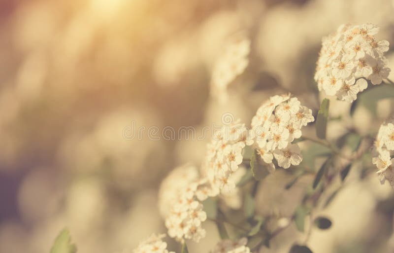 Background of Soft White Flowers Blooming Stock Image - Image of ...