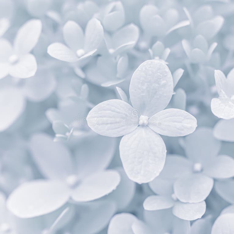 Background of Soft White Petals of Hydrangea Limelight or Hydrangea ...