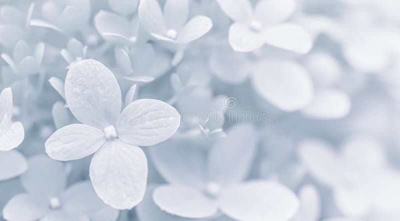 Background of Soft White Petals of Hydrangea Limelight or Hydrangea ...