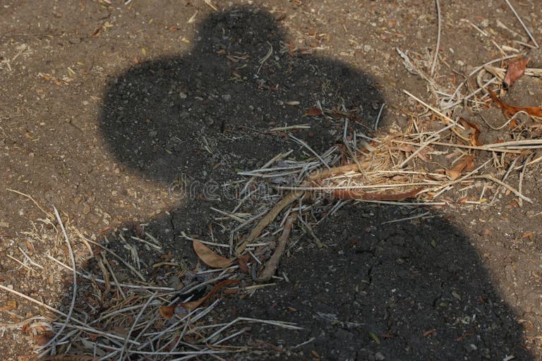 Shadow is Farmer Has Hat on Floor Stock Photo - Image of bright, human ...