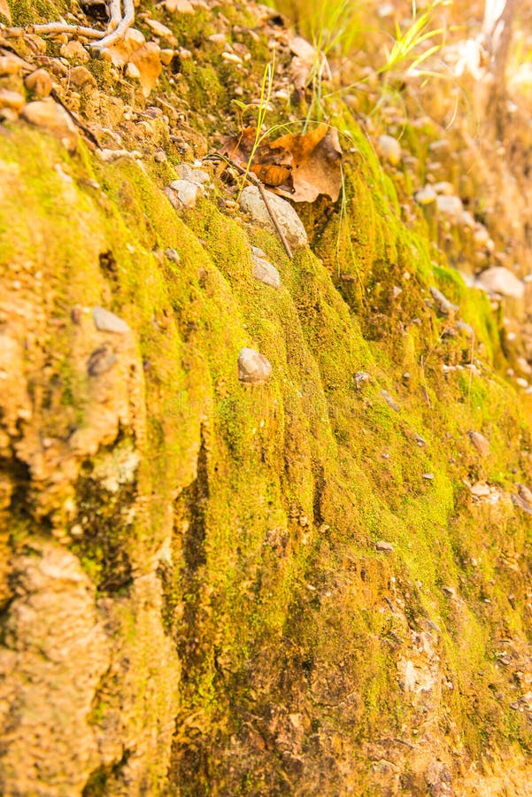 Background of soil layers stock image. Image of nature - 213984041