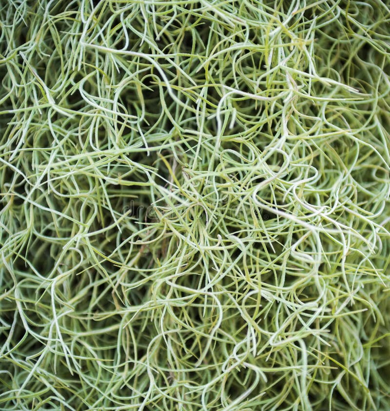 Background of Spanish moss stock image. Image of moss - 47920373
