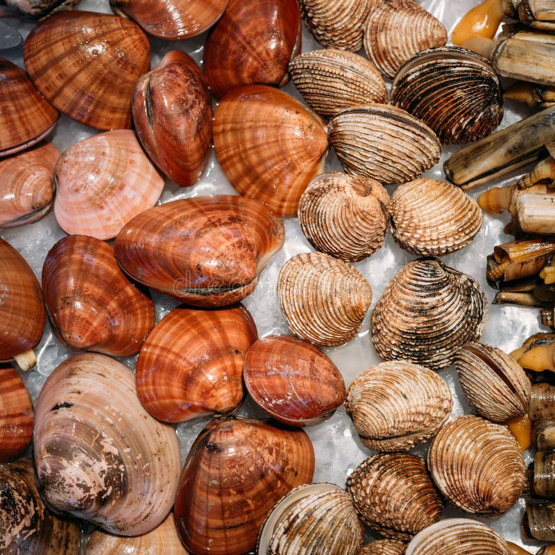 Background of Spanish Shells on Ice on Market Stock Photo - Image of ...