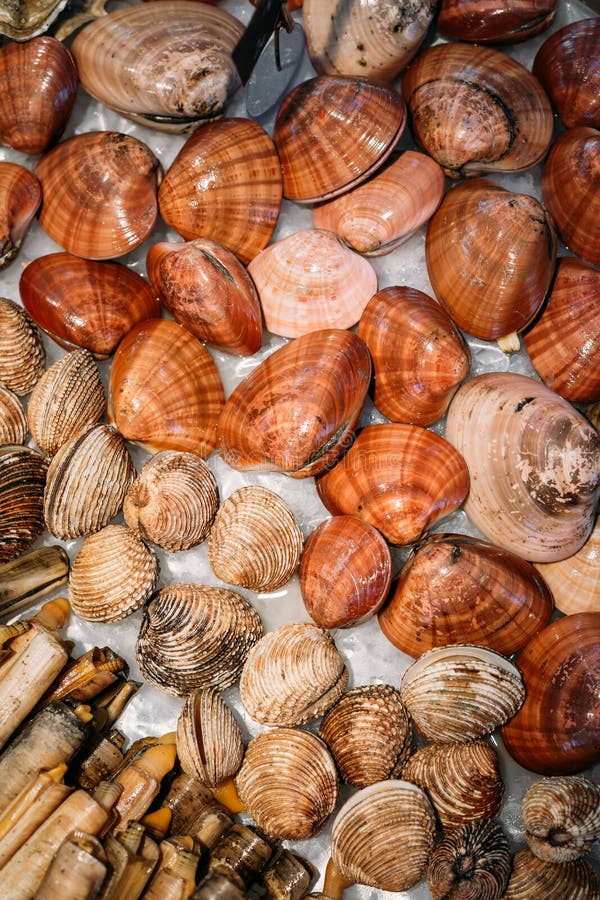 Background of Spanish Shells on Ice on Market Stock Photo - Image of ...