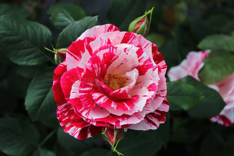 Background of Speckled Pink and White Roses on a Bush Stock Image ...