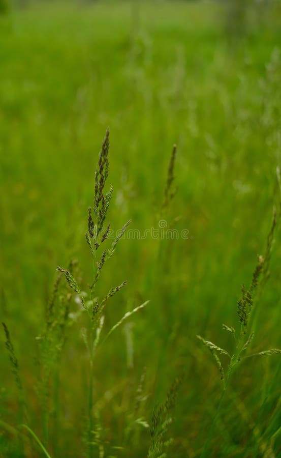 Background with Spikelet of Grass. Stock Photo - Image of growth ...