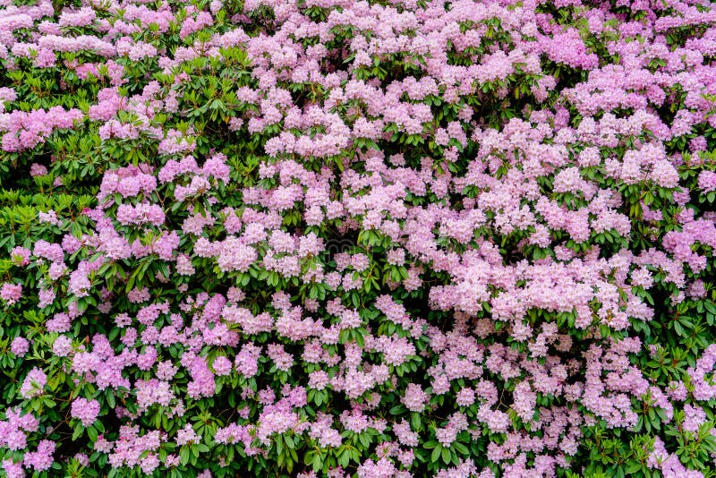 Pink Rhododendron Background Stock Image - Image of evergreen, fresh ...