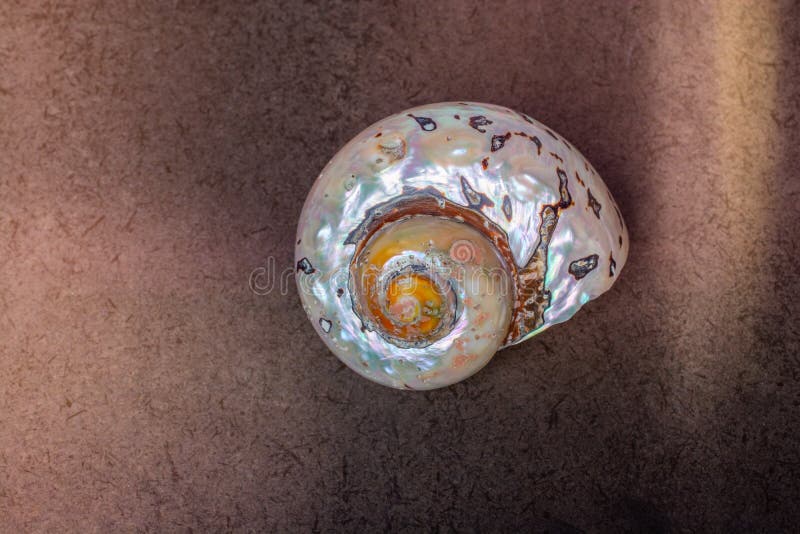 Background of Spiral Seashell Close-up. Mollusk Seashell Texture Stock ...