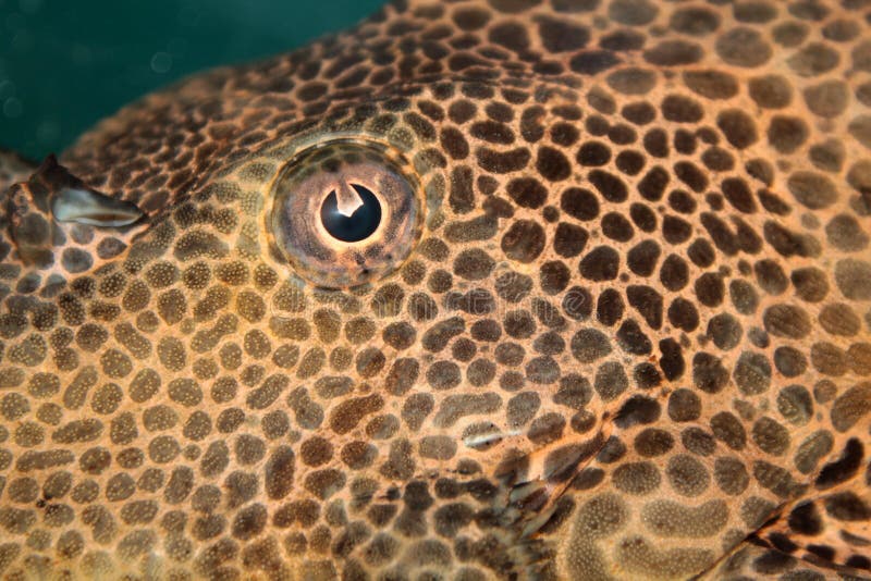 Background with Spotty Fish Stock Photo - Image of catfish, gibbiceps ...