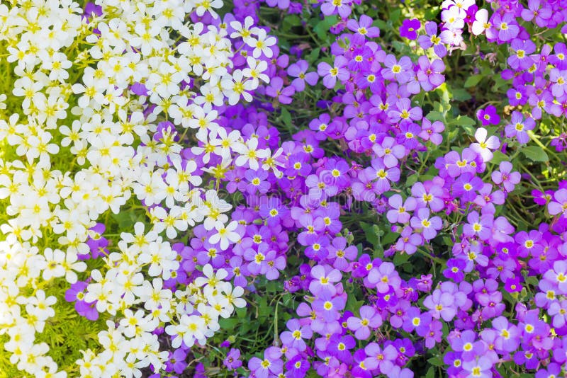 Background from Spring Flowers Stock Photo - Image of fresh, bloom ...