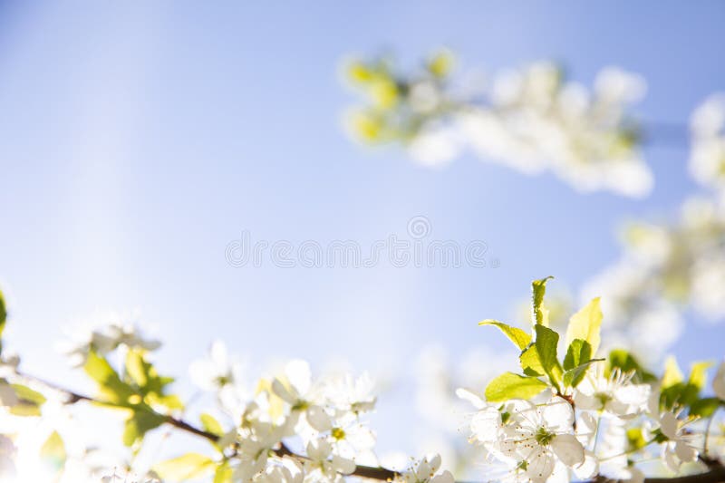 Background Spring Gentle Glow of Cherry Blossoms on a Sunny Day Stock ...
