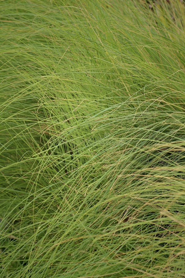 Background of Spring Grass in the Garden Stock Image - Image of meadow ...
