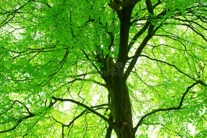 Background from Spring Leaves Stock Photo - Image of plant, branch ...