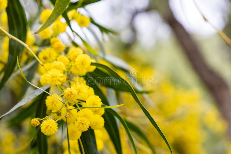 Background Spring Mimosa Flowers in Full Bloom. Stock Image - Image of ...