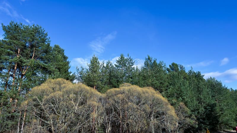 Background of Spring Nature in Park. Blooming Trees in Forest in March ...