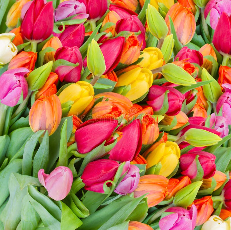 Background of Spring Tulips Stock Image - Image of decoration, flora ...
