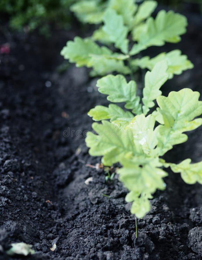 The Background of the Spring Vegetation.New Young Oak Trees, Sprouting ...