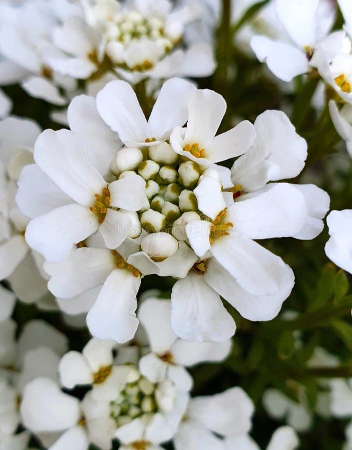 Background of Spring White Wildflowers Stock Photo - Image of branch ...