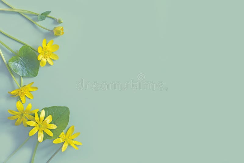 Background with Spring Yellow Flowers on One Edge. Lots of Empty Space ...