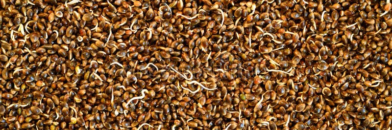 Background of Sprouted Seeds of Food Hemp. Banner. Stock Photo - Image ...