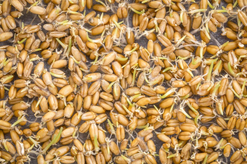 Sprouting Wheat Grain (red Hard Winter Wheat Stock Image - Image of ...