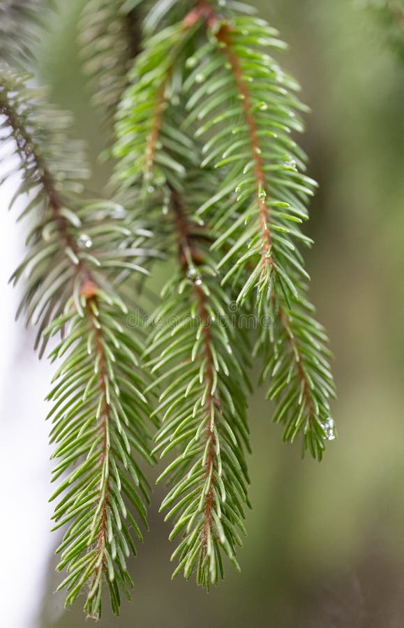 Background of Spruce Branches Close-up Stock Photo - Image of branch ...