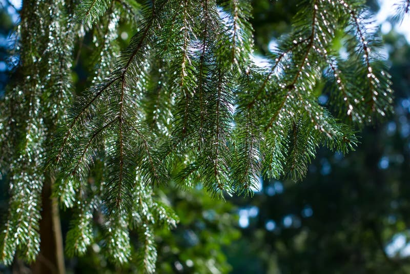 Background of spruce. stock image. Image of closeup, evergreen - 53668233