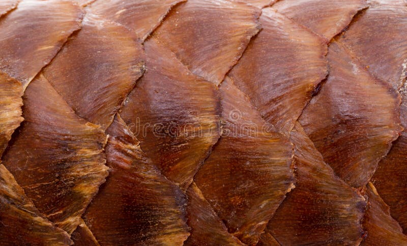 Background of Spruce Scales Close-up Stock Image - Image of pinecone ...