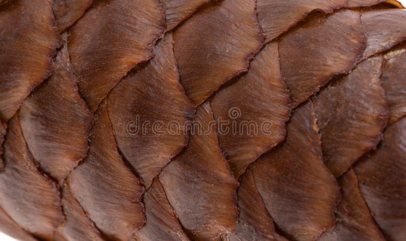 Background of Spruce Scales Close-up Stock Image - Image of evergreen ...