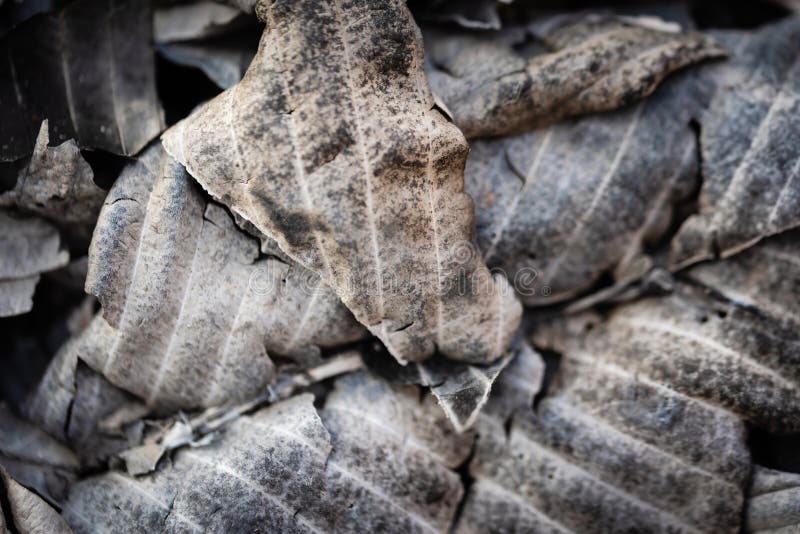 Background of Stack Dry Leaves on Ground Stock Photo - Image of focus ...
