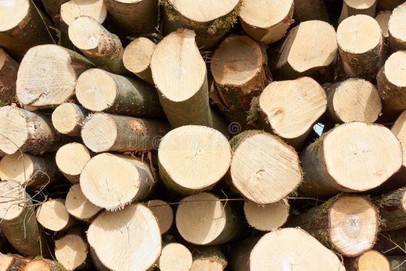 Stack of Tree Logs with Rings Stock Photo - Image of closeup, stack ...