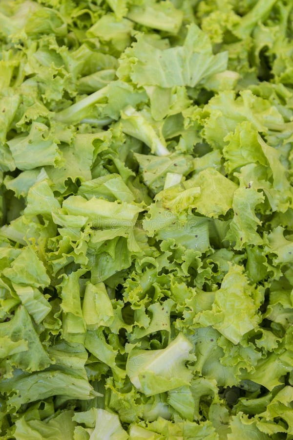 Slide Green Lettuce Background Stock Photo - Image of health, green ...