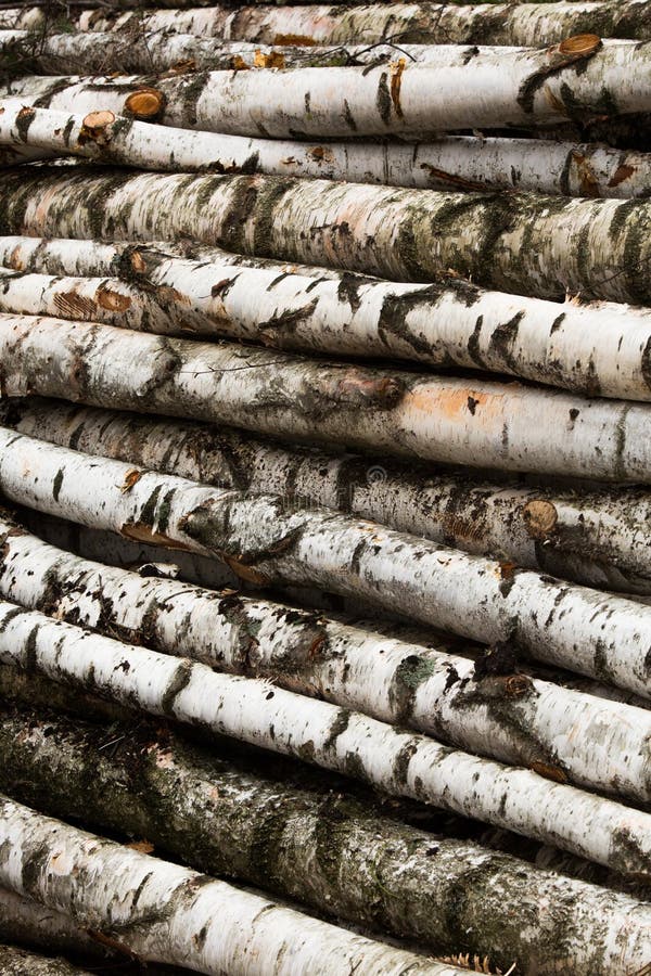 Background of Stacked Round Birch Logs Stock Image - Image of natural ...