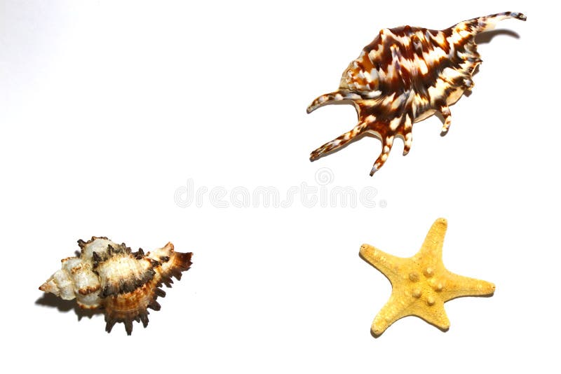 Background with a Starfish and Two Different Sea Shells. Stock Image ...