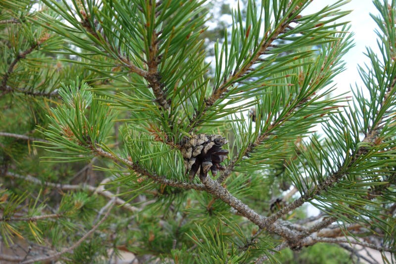 Still Life with Pine Needles and Pine Cone Stock Image - Image of life ...