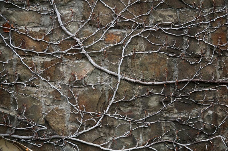 Background - a Stone Wall Entwined with Dry Winter Stems of Vines Stock ...