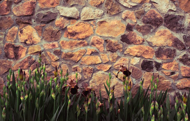 Background Stone Wall, Texture of Light Brick with Plants of Grass and ...