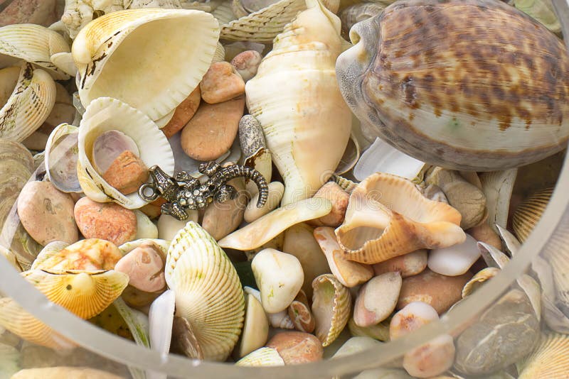 Sea Shells and Stones in the Water, Close-up Stock Image - Image of ...