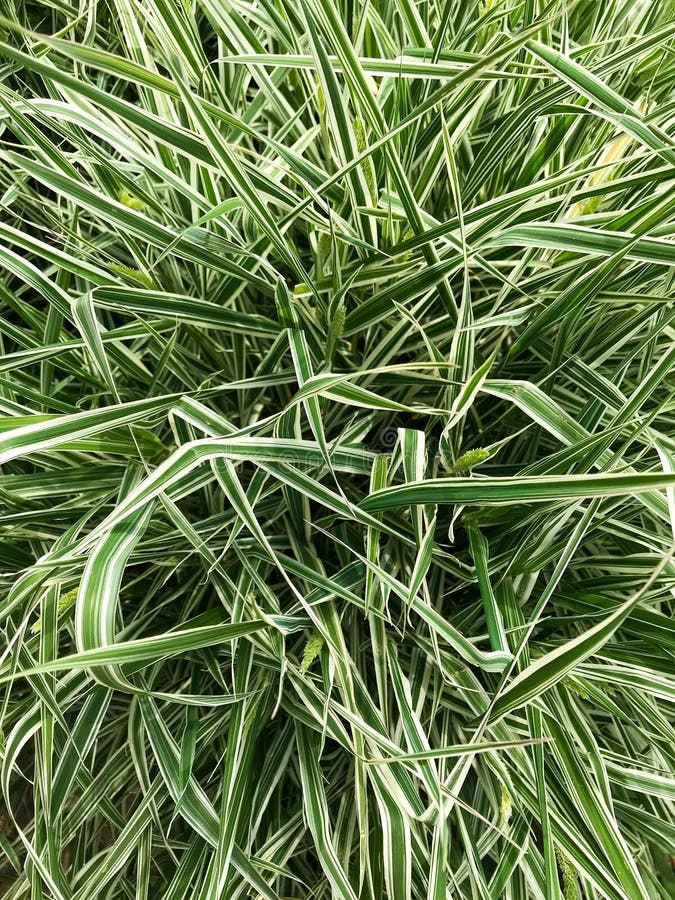 Vegetative Background - Desert Bush. Stock Image - Image of nature ...