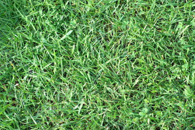 The Structure of a Lawn with Grass Made of Soil and Sand. Detail View ...