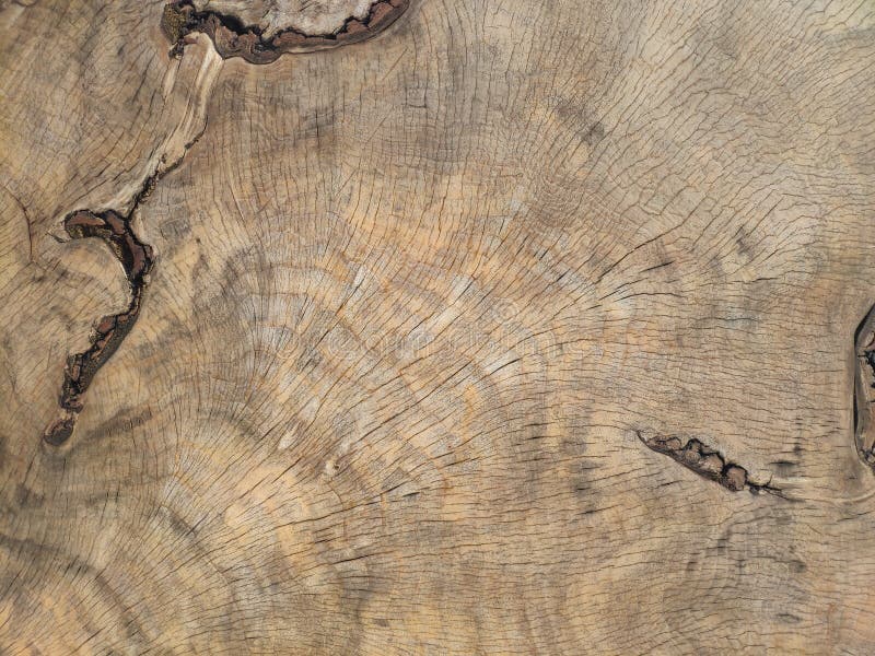 Background Structure of an Old Sawn Linden Tree. Tree Rings Old ...