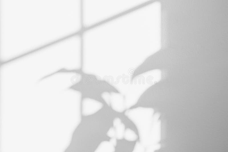 Background Studio Concrete Wall with Shadow Leaves and Bright Light ...