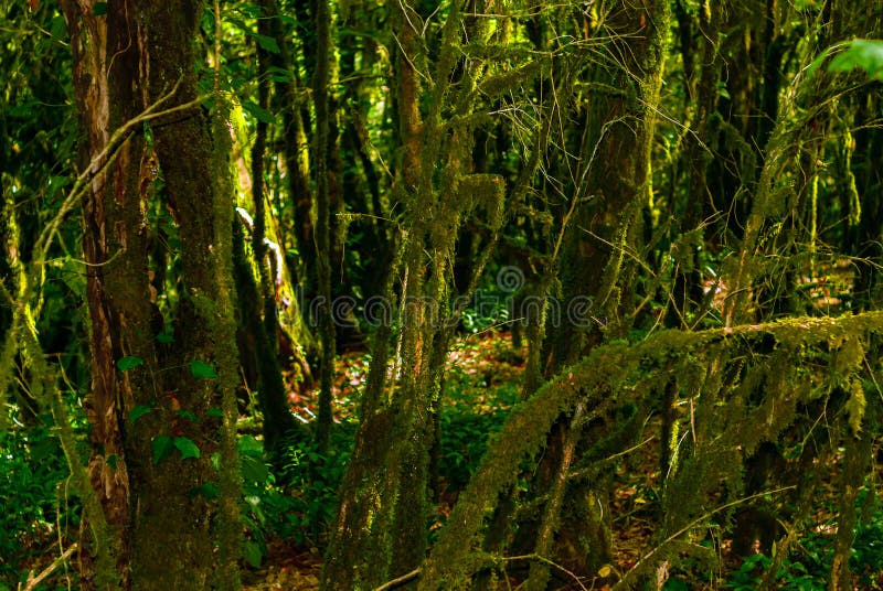 Background - Cool Temperate Rainforest Stock Image - Image of greens ...